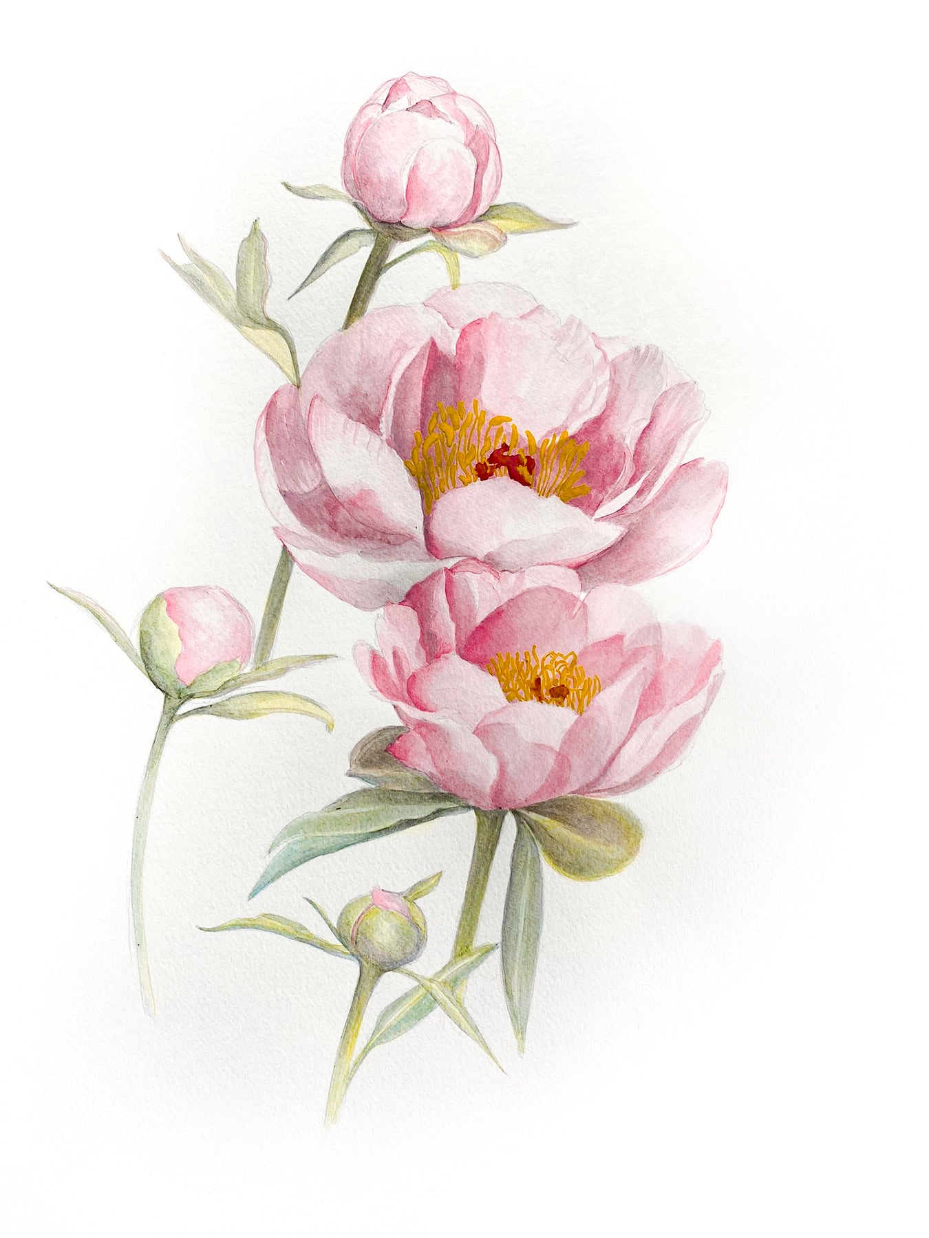 Botanical Prints – The Peony Girl