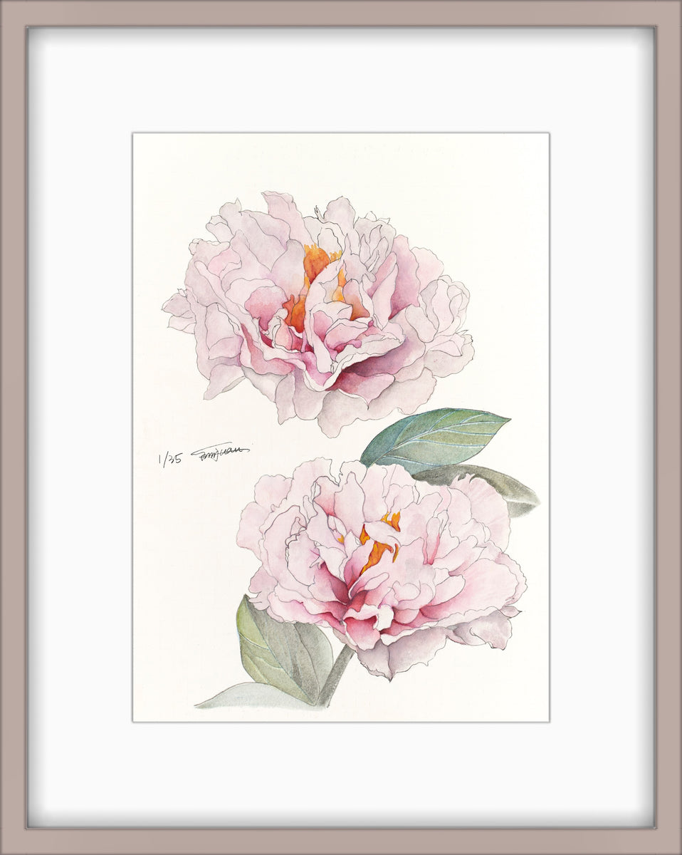 Blushing Princess Peony- Botanical Prints | The Peony Girl