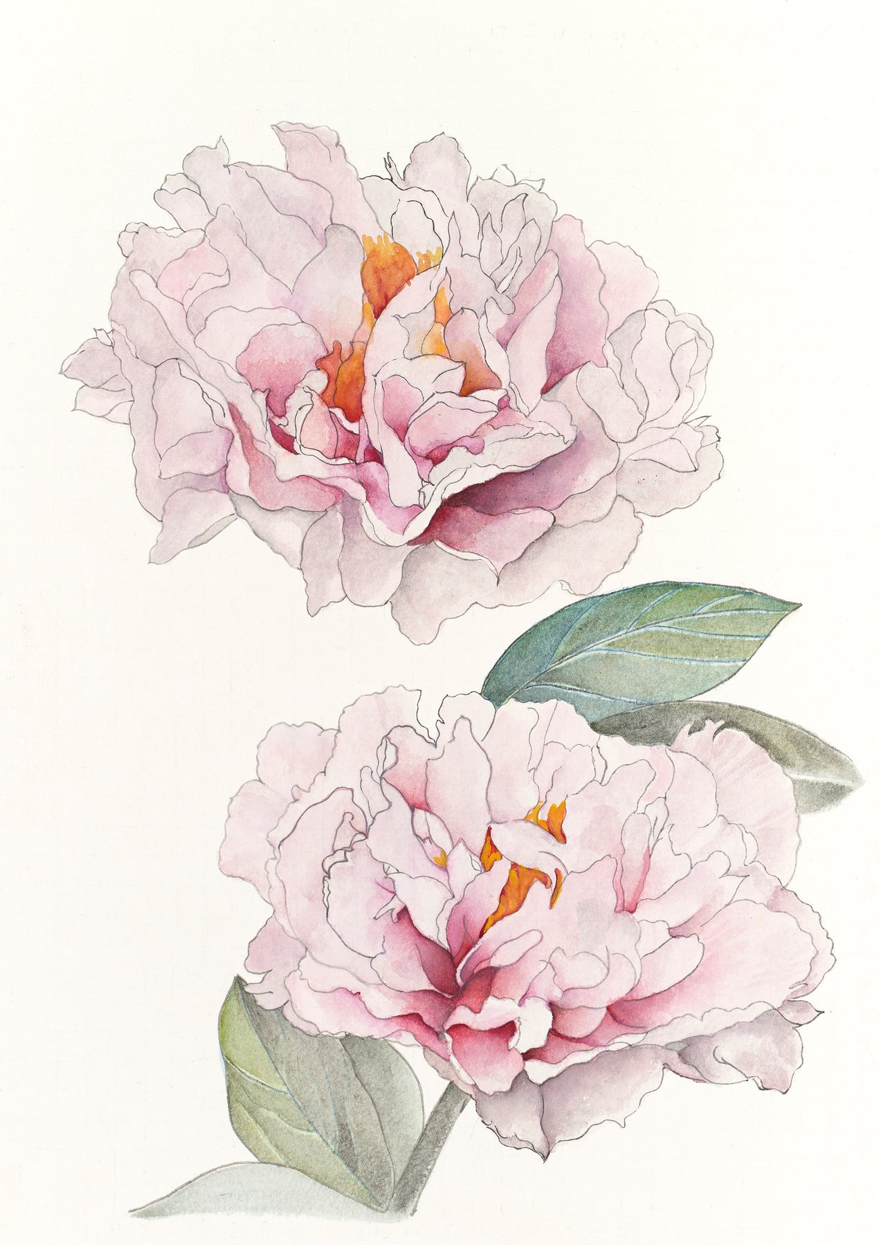 Blushing Princess Peony Botanical Prints The Peony Girl